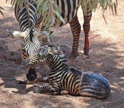 Nacimiento en directo de una cebra en Bioparc Valencia - BIOPARC Valencia