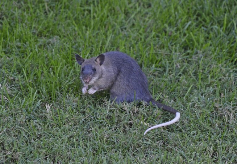 La rata gambiana de BIOPARC protagonista en ADN MAX