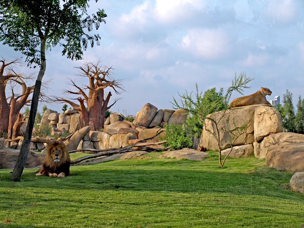 Muere Keops, “el rey de la selva” de BIOPARC Valencia