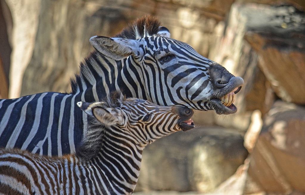 BIOPARC da la bienvenida al otoño con el nacimiento de una cebra