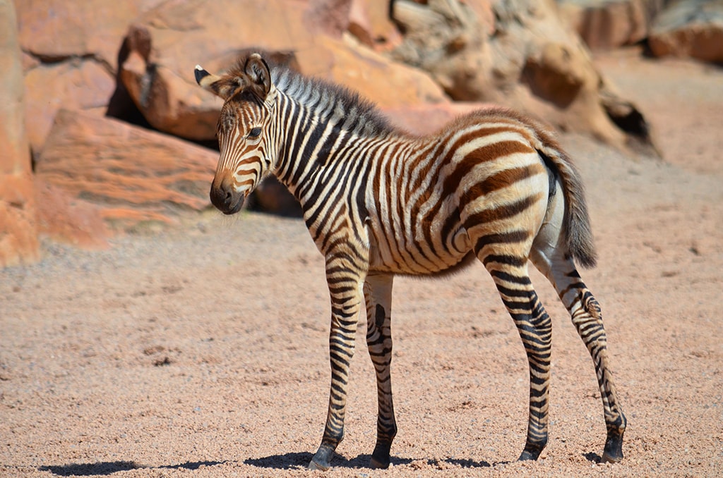 La cebra rescatada por sus cuidadores en BIOPARC se llama Milagritos