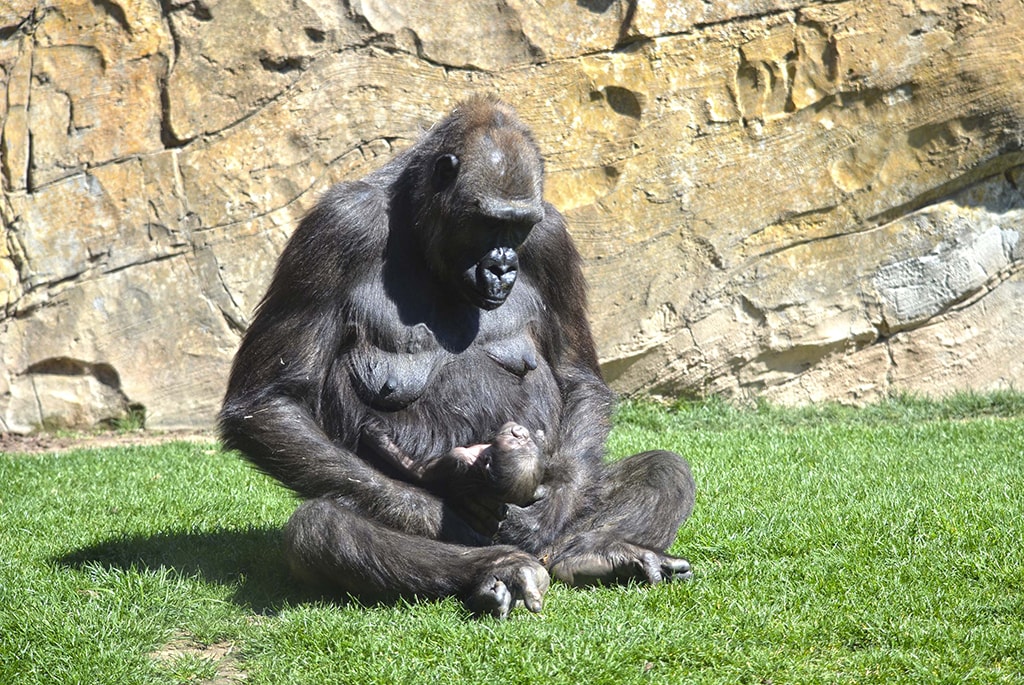 Nace una cría de gorila en BIOPARC Valencia (abril 2019)