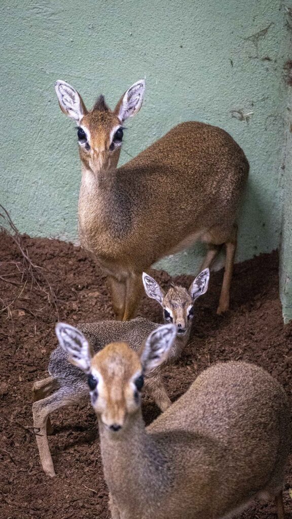 A dik-dik, the smallest antelope in Africa, is born in BIOPARC