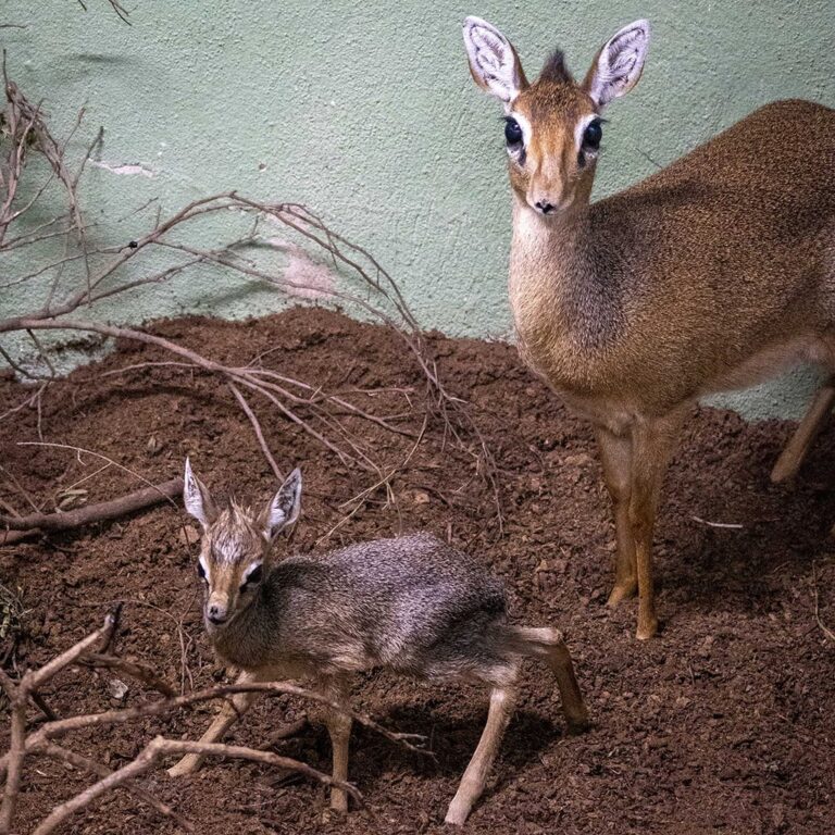 A dik-dik, the smallest antelope in Africa, is born in BIOPARC